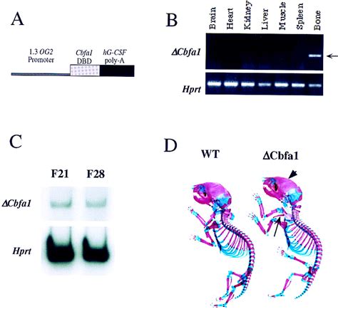 A Cbfa1 Dependent Genetic Pathway Controls Bone Formation Beyond