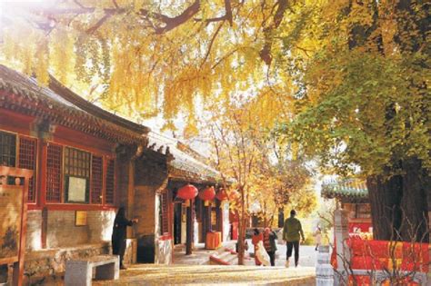 潭柘寺古银杏迎来最佳观赏期 门头沟 墙根网