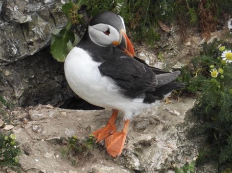 Rspb Leeds Local Group Trip To Rspb Bempton Cliffs And Flamborough Head