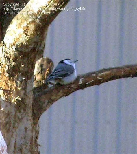 Bird Watching Daily Pics Vol 34 1 By Originalsybil