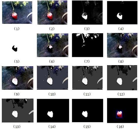 segmentation results of the strawberry fruit withthe uneven ripening