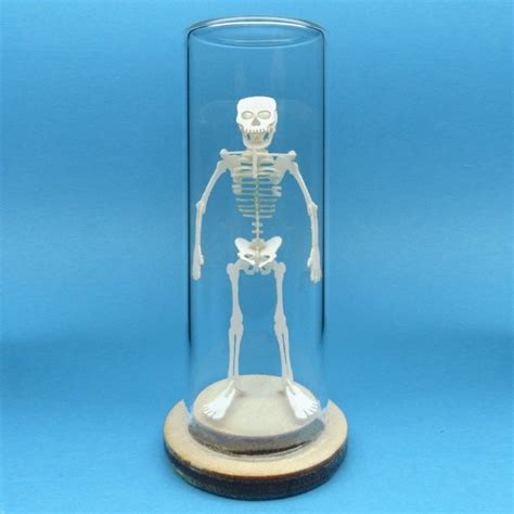 Tiny Human Miniature Skeleton Deluxe Kit Potus31
