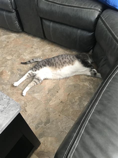 Thor Saw A Cockroach Crawl Under The Couch He Will Not Leave This Very