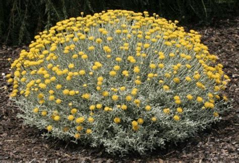 Slikovni rezultat za santolina chamaecyparissus | Australian garden ...
