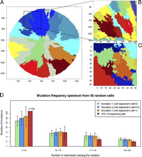 Simulated Vs Observed Fine Scale Diversity In Hcc 15 A C Simulated Download Scientific