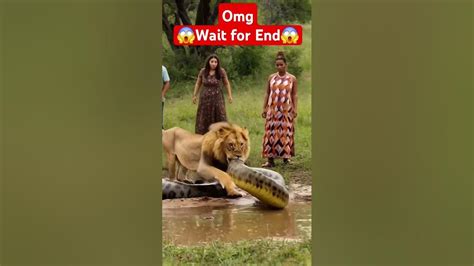 Lion Vs Python Lion Python Shorts Youtube