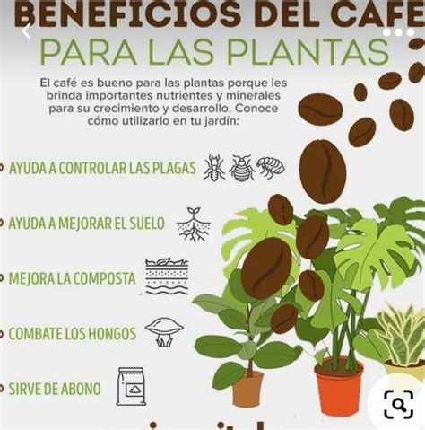 Cuidados de la planta del café consejos para su cultivo Ecologia
