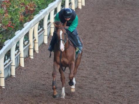 モンサンケコアなど、先週のゲート試験栗東トレセンニュース 競馬ニュース Netkeiba