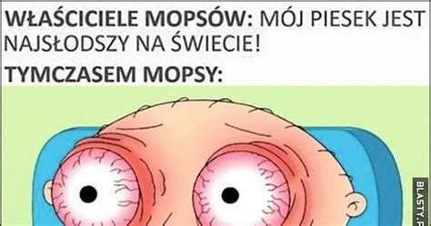 Właściciele Mopsów Mój Piesek Jest Najsłodszy Na świecie Tymczasem