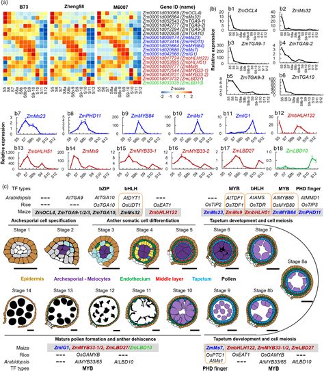 Crisprcas9‐based Discovery Of Maize Transcription Factors Regulating