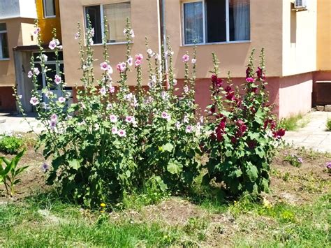 Garden Blush Градинска ружа Flowers Photography Outdoor Structures