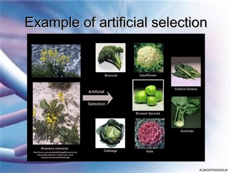 03 Artificial Selection