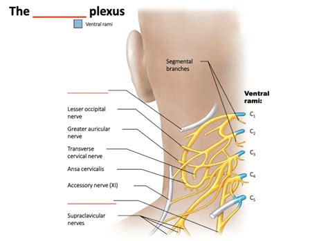 The Cervical Plexus Diagram Quizlet