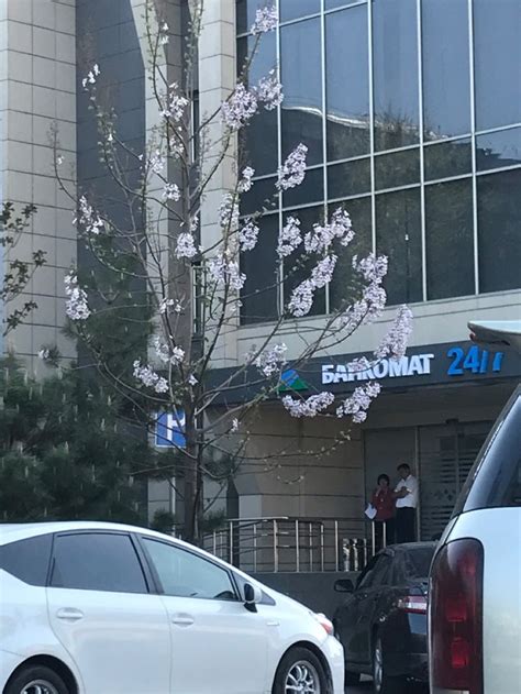 sakura | Sakura, Vehicles, Car