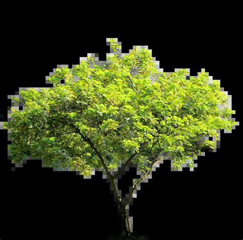 Tree Png 花瓣网
