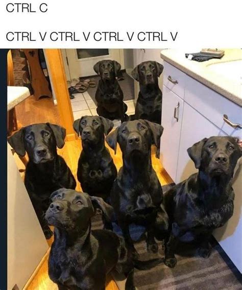 CTRL C CTRL V R Wholesomememes Wholesome Memes Know Your Meme