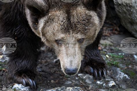 Застрашени и смятани за нетрадиционни за Пернишко животински видове са установени на няколко