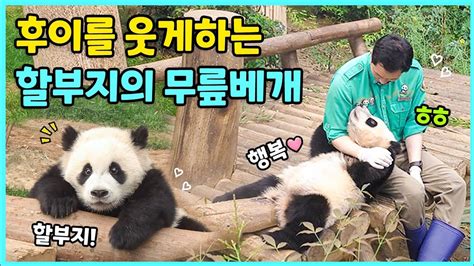 후이를 웃게하는 할부지의 무릎베개🩷 후이바오와 할부지의 퇴근 전 알콩달콩 타임🐼🩷👨 Youtube