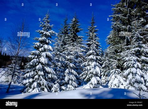 Snowy Fir Trees Forest