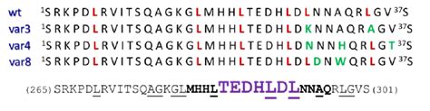 The Sequence Of The Wild Type And Mutant Peptides With 37 Amino Acids Download Scientific