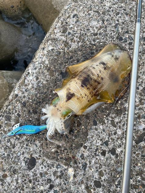 秋イカ 淡路島 木場 エギング アオリイカ 陸っぱり 釣り・魚釣り 釣果情報サイト カンパリ