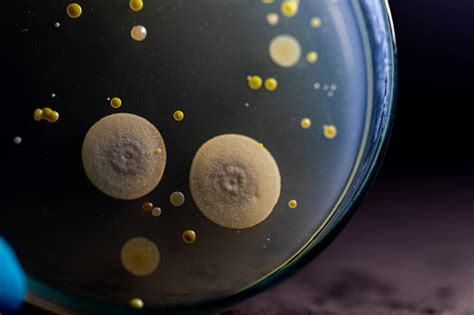 微生物学研究室での教育のための土壌サンプルから寒天プレート上に成長する細菌とカビの特性と異なる形状のコロニーの背景 アイデンティティーの