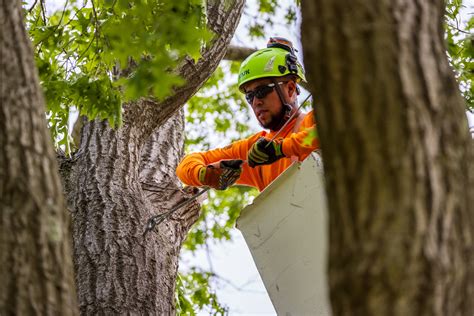 What Is Cabling And Bracing K J Tree Service