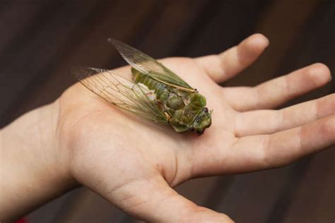 Swarms Of Noisy Bugs Are Now Starting To Cover Parts Of The United States