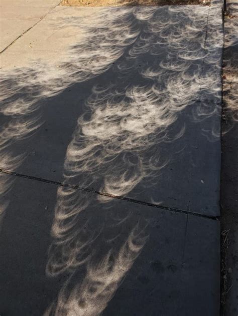 Tree Shadow During Total Eclipse R Optics