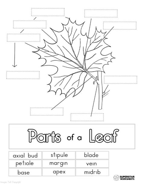 Free Printable Plant Leaf Structure Worksheet