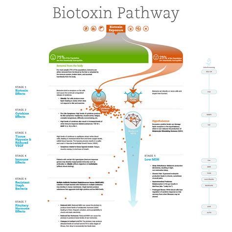 Biotoxin Pathway V1 6 Square Richmond Integrative And Functional Medicine