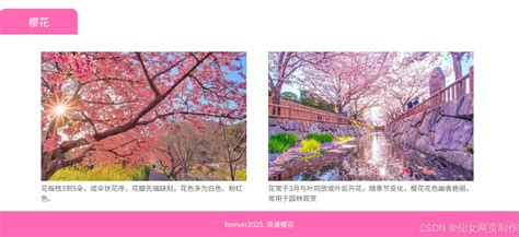 766 大学生html5期末大作业 ―【粉红色浪漫樱花网页1页】 Web前端网页制作 Html5css3html5css3浪漫樱花