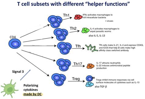 Lec 21 Adaptive Immunity 1 Diagram Quizlet