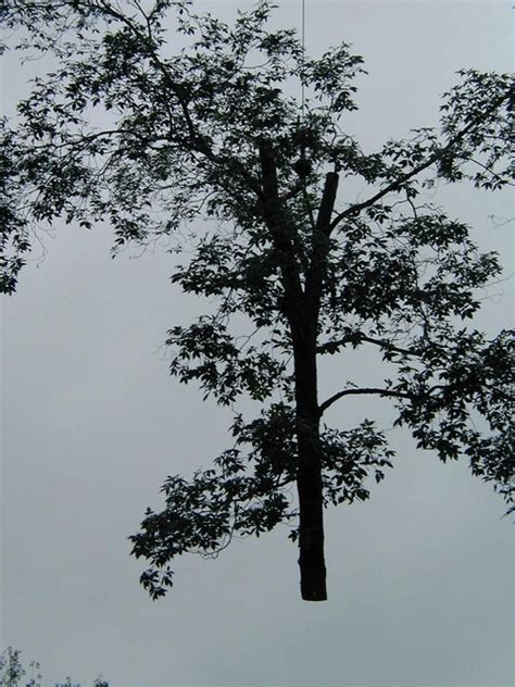 Sakis World Tree Removal Day July 2003 Flyingtreechunk