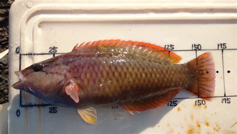 アカササノハベラ 2020 12 06 WEB魚図鑑