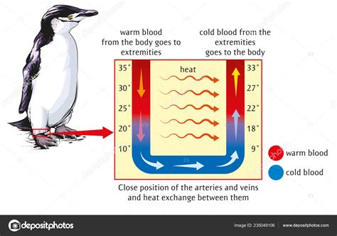 Heat Exchange Body Extremities Penguin Example Stock Vector By Lukaves