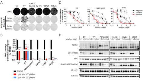 Combination Of Dasatinib And Infigratinib Overcomes Intrinsic