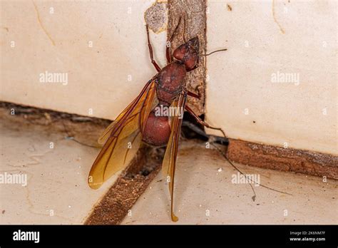 Leaf Cutter Ant Queen