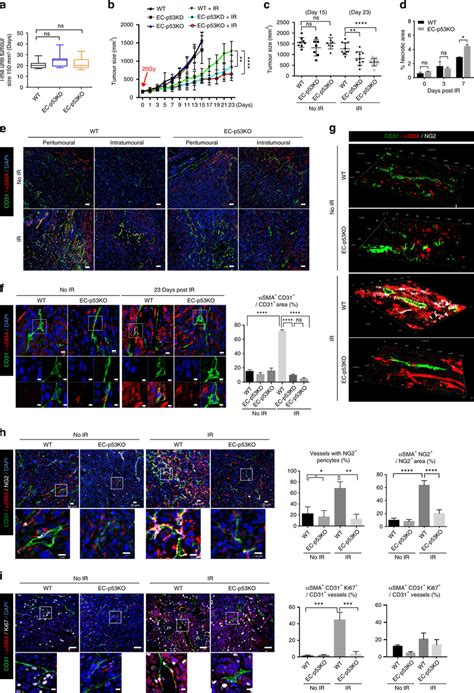 EC Trp Deletion Inhibits EndMT Vascular Abnormality And KP Tumour