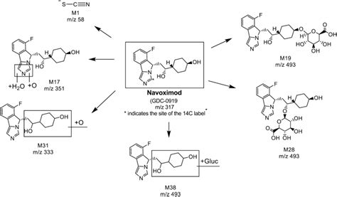Proposed Biotransformation Pathways Of Navoximod Download Scientific