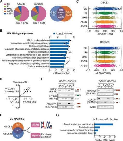 Srsf3 Regulated Rna Alternative Splicing Promotes Glioblastoma Tumorigenicity By Affecting