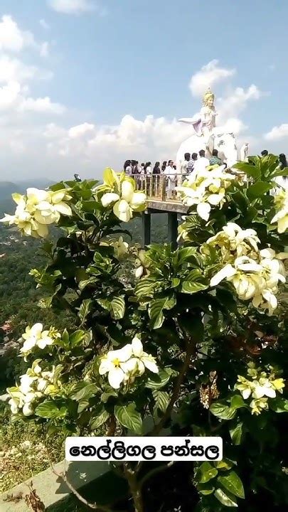 නෙල්ලිගල පන්සල Youtube