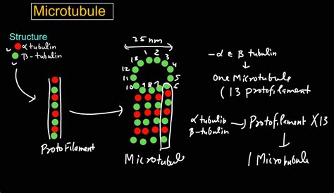 Cytoskeleton Definition Types Structure And Functions
