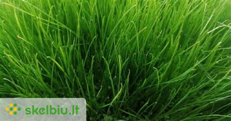 Parduodamas įvairius žolių Sėklų Mišinius Skelbiult