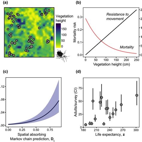 Spatial Absorbing Markov Chains Predict Movement Across Patchy