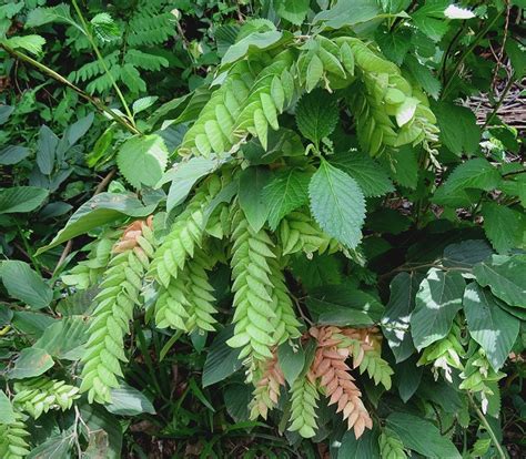 Flemingia Strobilifera Safari Afrika