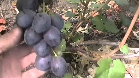 Сорт винограда Фараон - сезон 2015 - YouTube