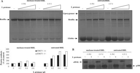 A Uncapped Polyadenylated − And Uncapped Non Polyadenylated − − Download Scientific