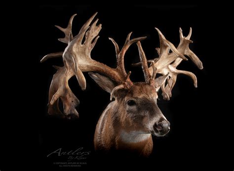 Giant Drop Tine Deer That Made Whitetail Hunting History Outdoor Life