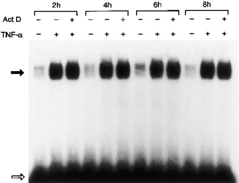 Actinomycin D Actd Treatment Did Not Affect Tumor Necrosis